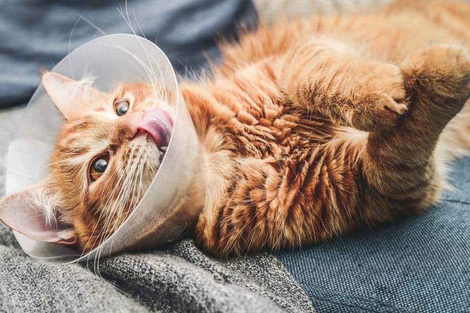 Pet Surgery in Rochester, NY | Westside Animal Hospital